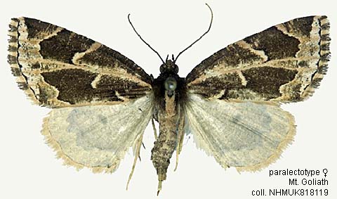 Papua Insects Foundation (Lepidoptera/Geometridae(Ennominae)/Paralcidia ...
